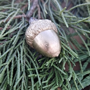 Golden Acorns! 10x Real Acorns (and Caps) Dressed up With Metallic Gold ...