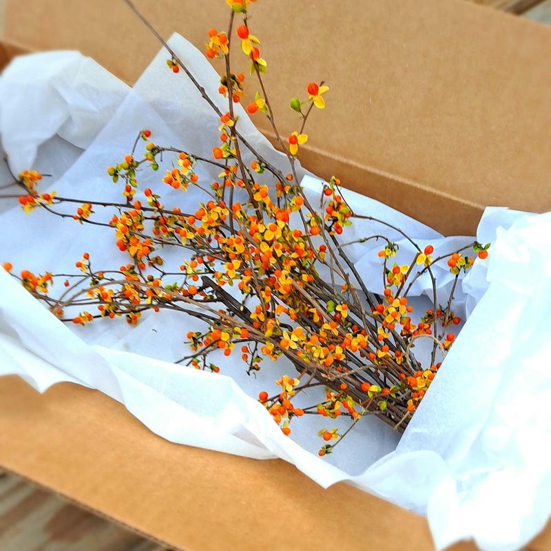 Bittersweet Vine Decor - Etsy