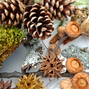 Woodland Treasure Collection! A Beautiful Assortment of Unique Natural ...