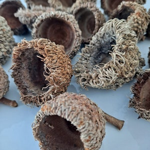 Large Bur Oak Acorn Caps - 10 Pieces - Etsy