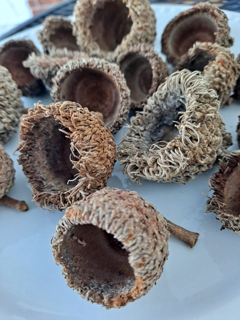 Large Bur Oak Acorn Caps - 10 Pieces - Etsy