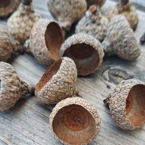 Acorn Caps (aka: Tops, Lids, Bells, Hats) 20+ Caps of Nuttall Oak ...