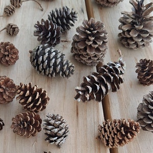 Mini Pinecone Mix! 20+ Assorted Cones From Several Different Conifers ...