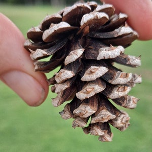 Mini Pinecone Mix! 20+ Assorted Cones From Several Different Conifers ...
