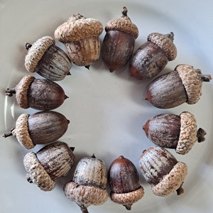Northern Red Oak Acorns! 10x Natural Acorns With Caps! (quercus Rubra ...