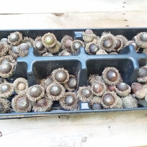 5x Natural Bur Oak Acorns (quercus Macrocarpa) With Caps! (burr Oak ...
