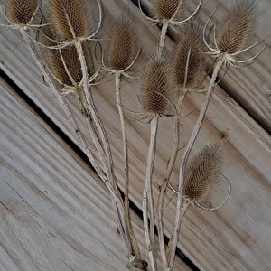 10x Dried Teasel Stems, Natural Thistle, (aka: Teazle, Teazel) - Etsy