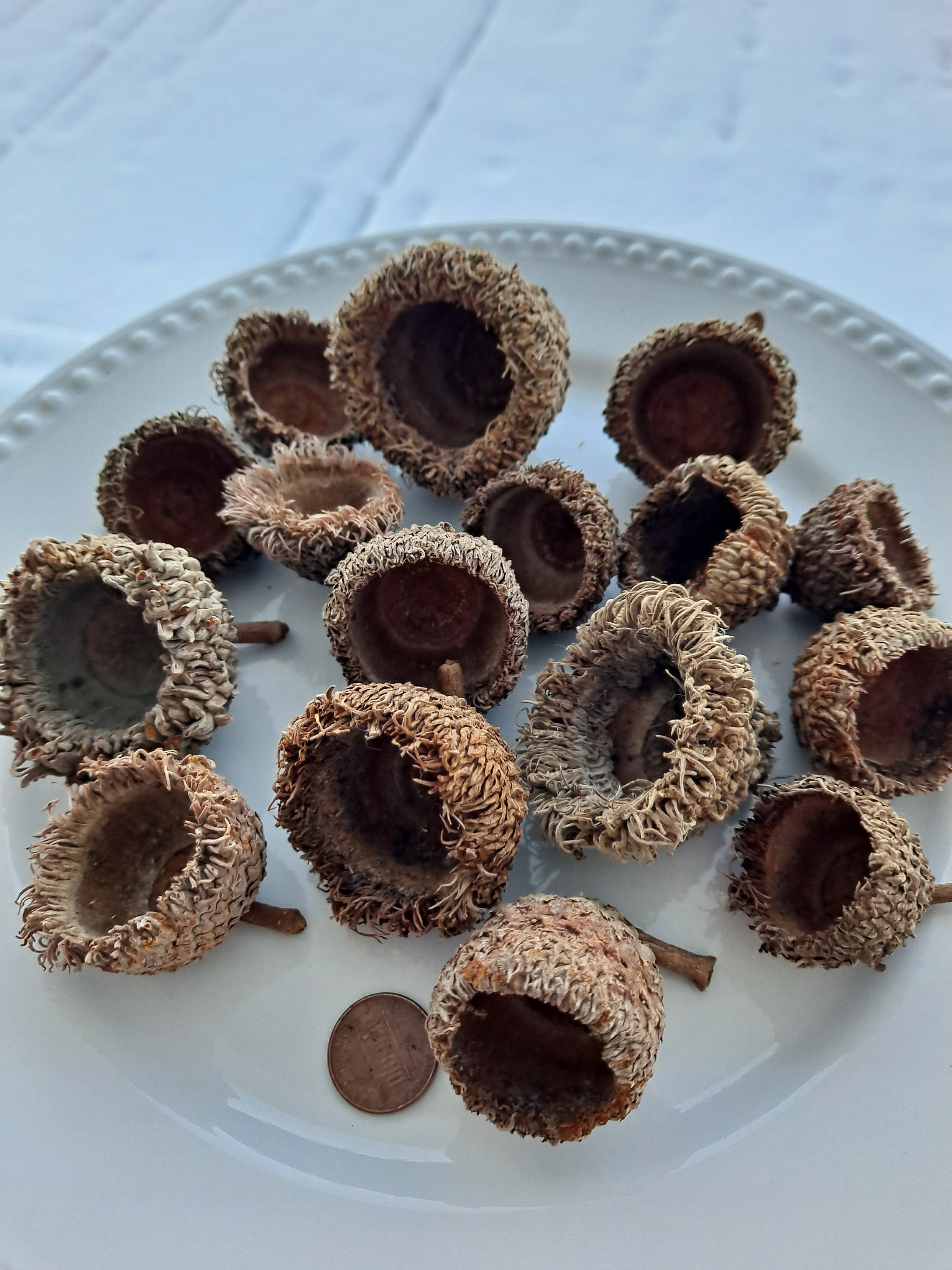 Large Bur Oak Acorn Caps - 10 Pieces - Etsy