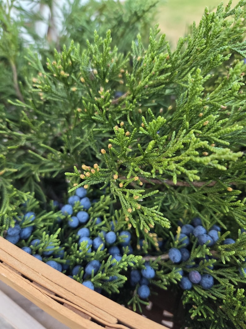 Eastern Red Cedar Boughs! Juniper Virginiana. 1 Lb Box of Fresh ...