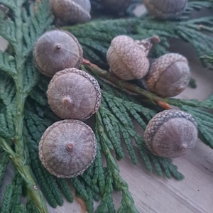 Natural Pin Oak Acorns: Ozark Fall Decor, Fairy Garden Supplies (10x ...