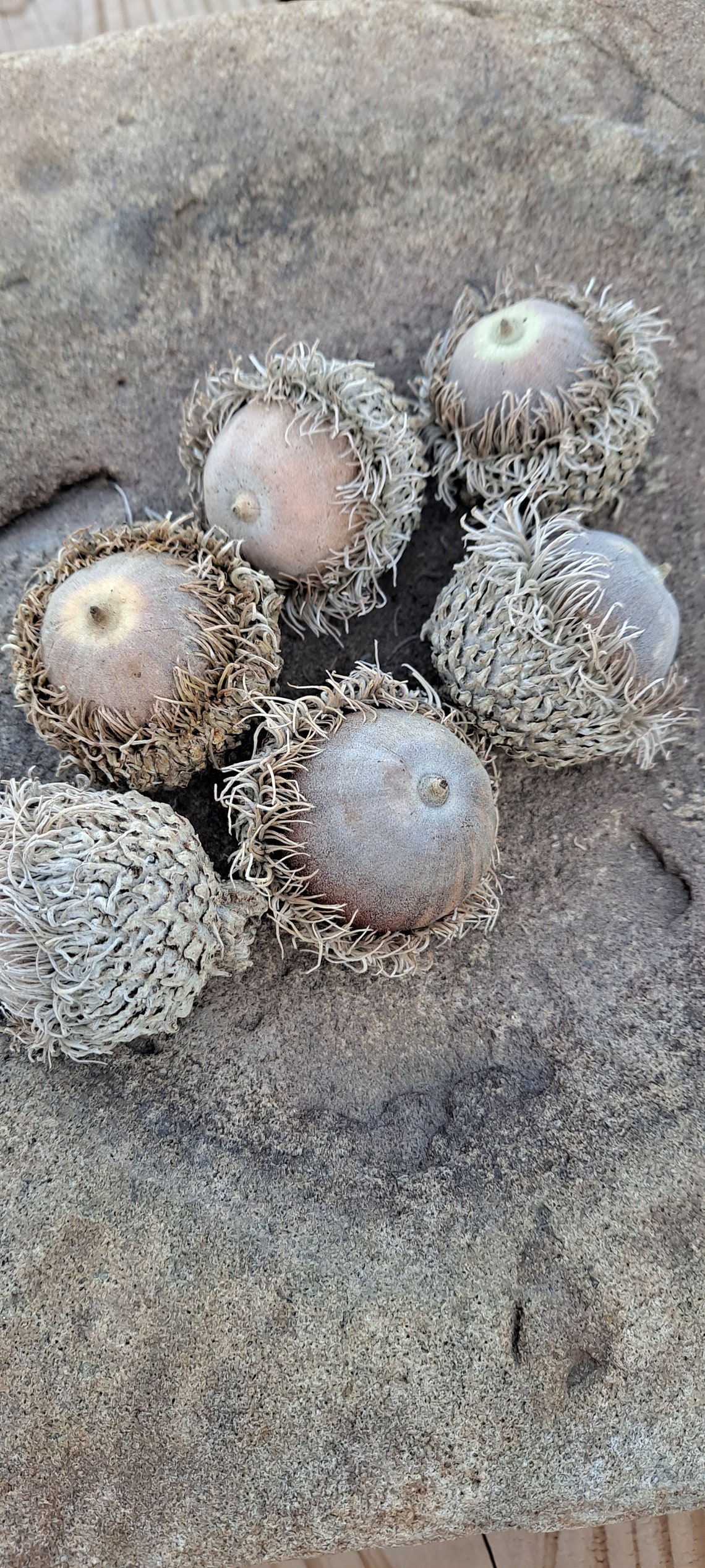 5x Natural Bur Oak Acorns quercus Macrocarpa - Etsy