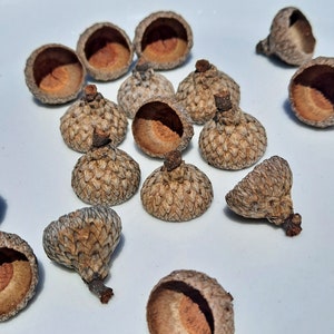Acorn Caps (aka: Tops, Lids, Bells, Hats) 20+ Caps of Nuttall Oak ...