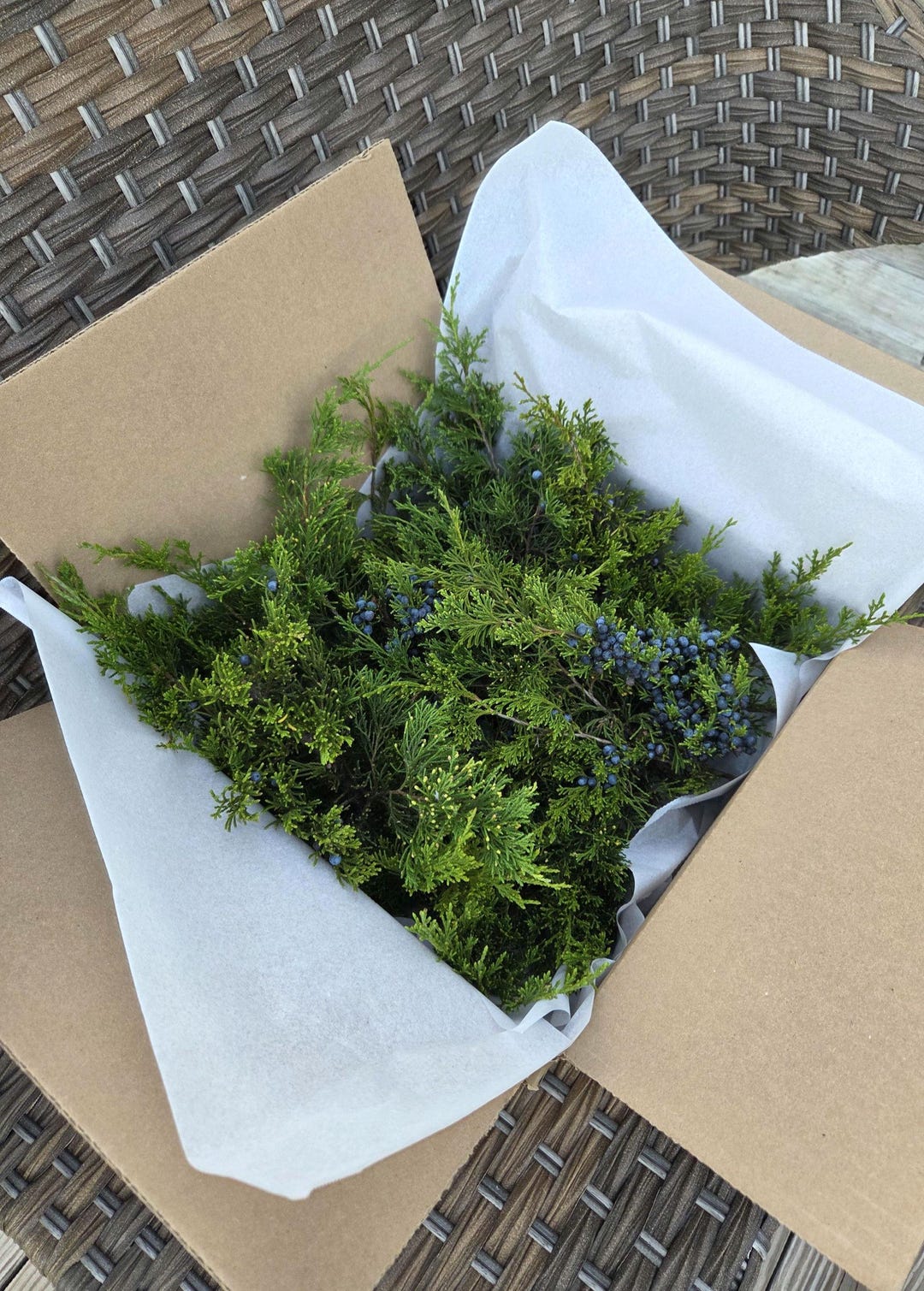 Eastern Red Cedar Boughs! Juniper Virginiana. 1 Lb Box of Fresh ...