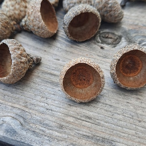 Acorn Caps (aka: Tops, Lids, Bells, Hats) 20+ Caps of Nuttall Oak ...
