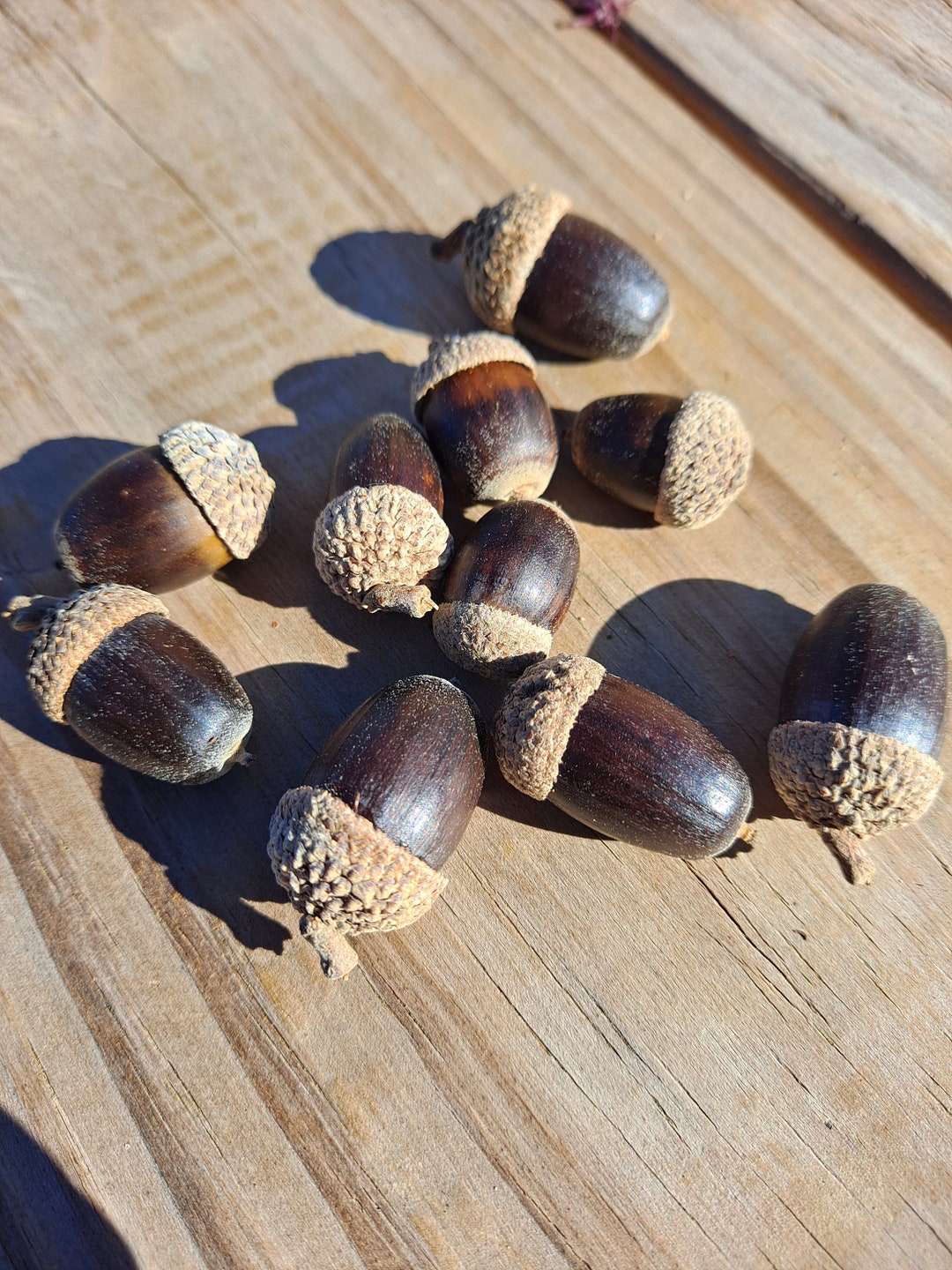 10× Chinkapin Oak Acorns With Caps (quercus Muehlenbergii, Chinquapin ...