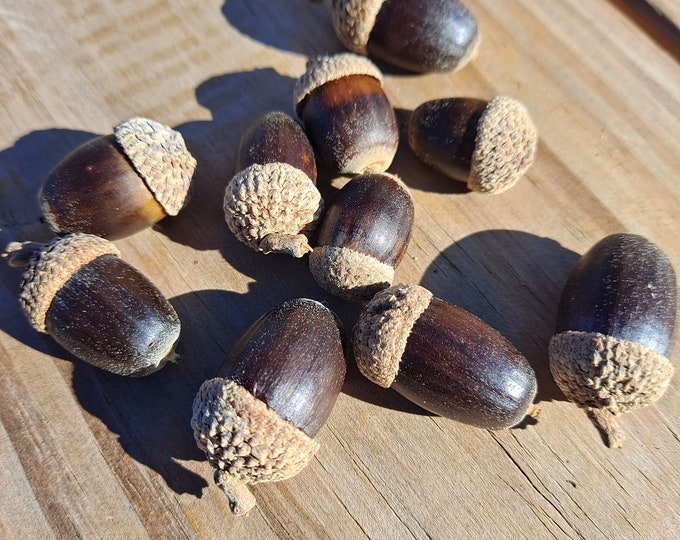 Chinkapin Oak Acorns With Caps! Quercus Muehlenbergii. 10 Pieces ...