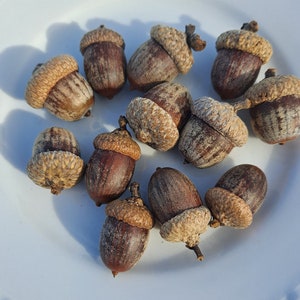 Northern Red Oak Acorns! 10x Natural Acorns With Caps! (quercus Rubra ...