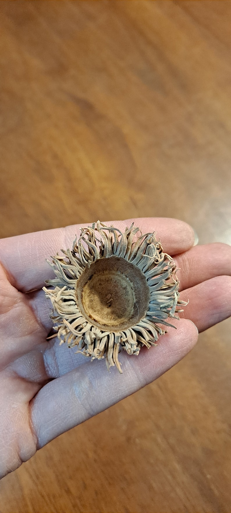 Real Sawtooth Oak Acorn Caps (quercus Acutissima) Natural Acorn Tops ...