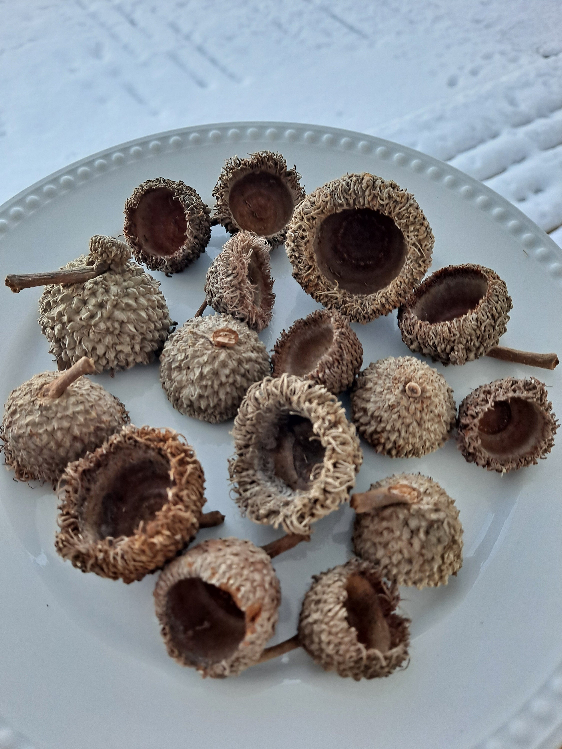 Large Bur Oak Acorn Caps - 10 Pieces - Etsy