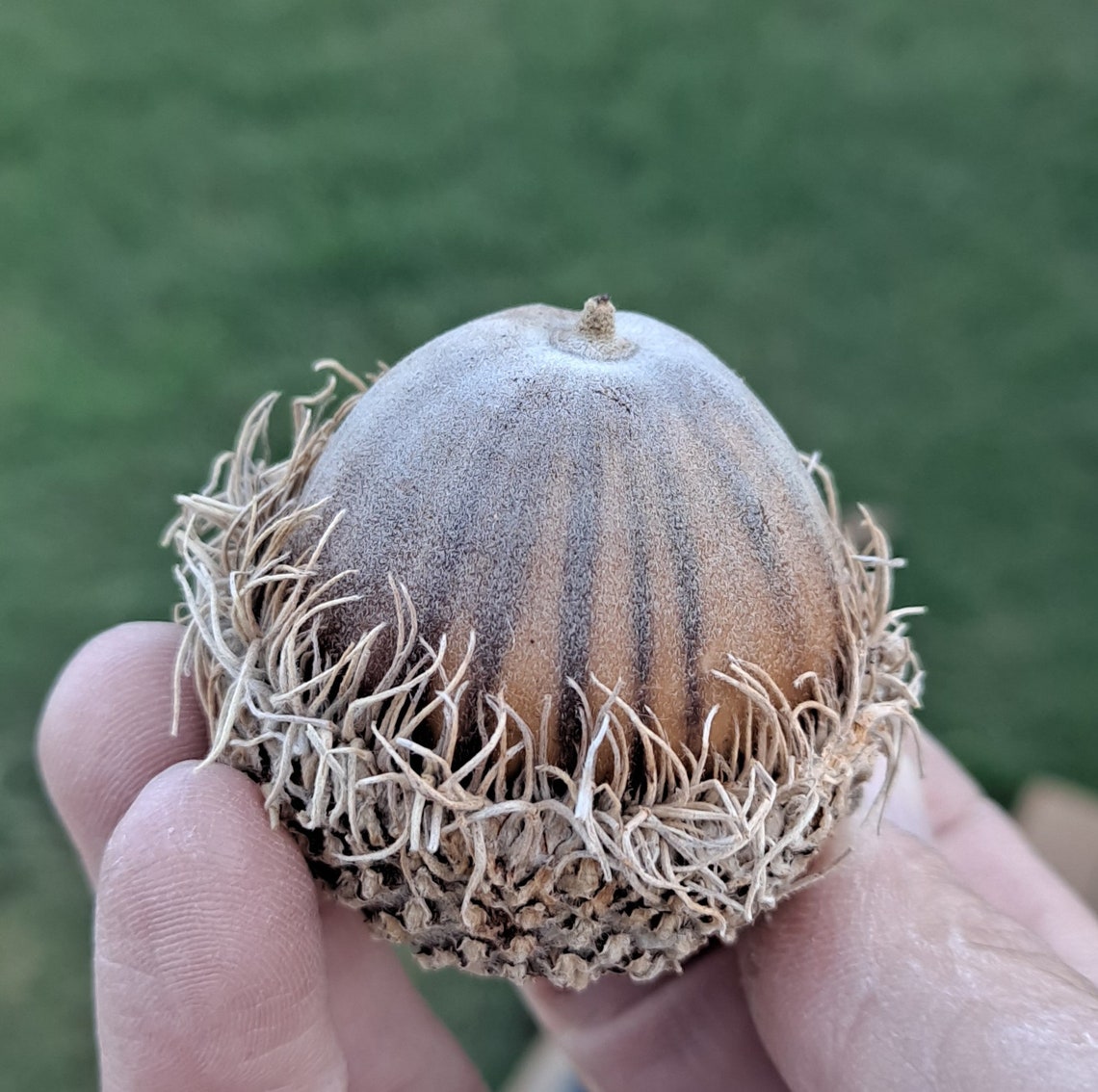 5x Natural Bur Oak Acorns quercus Macrocarpa - Etsy
