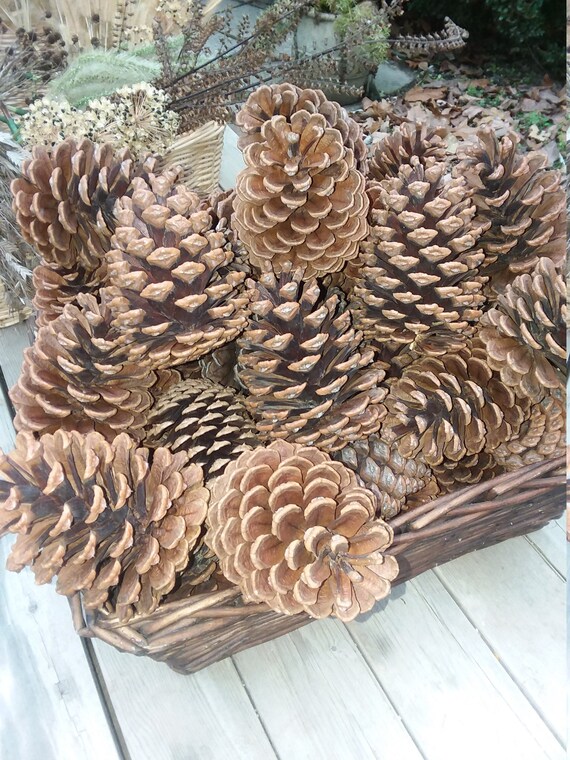 Slash Pine Cone