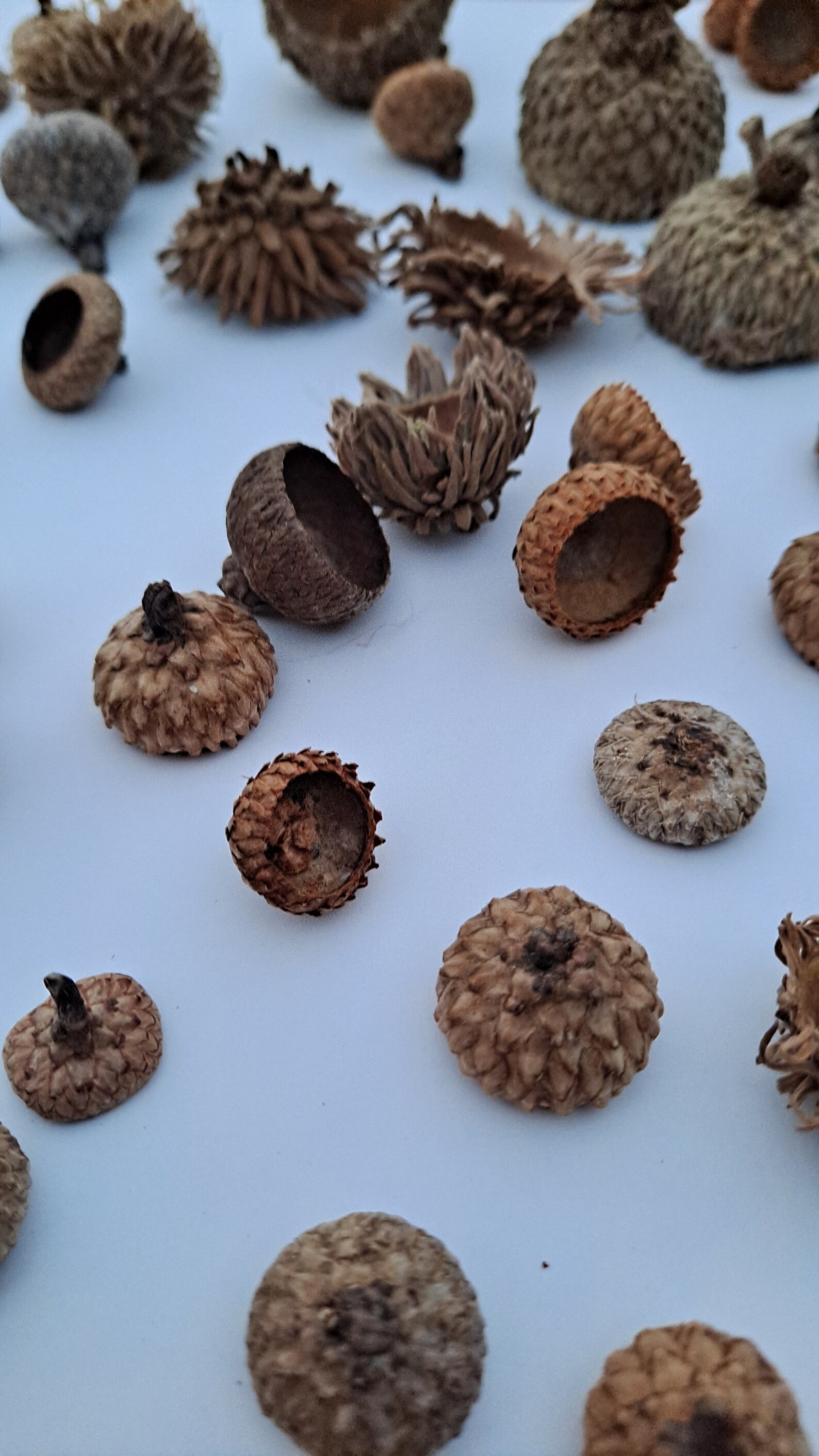 Acorn Caps Mix: 40 Pieces! Nature Craft Assortment, Multiple Varieties ...