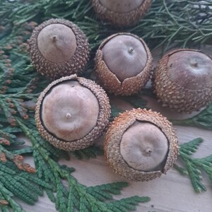 5x Overcup Oak Acorns (quercus Lyrata) - Etsy