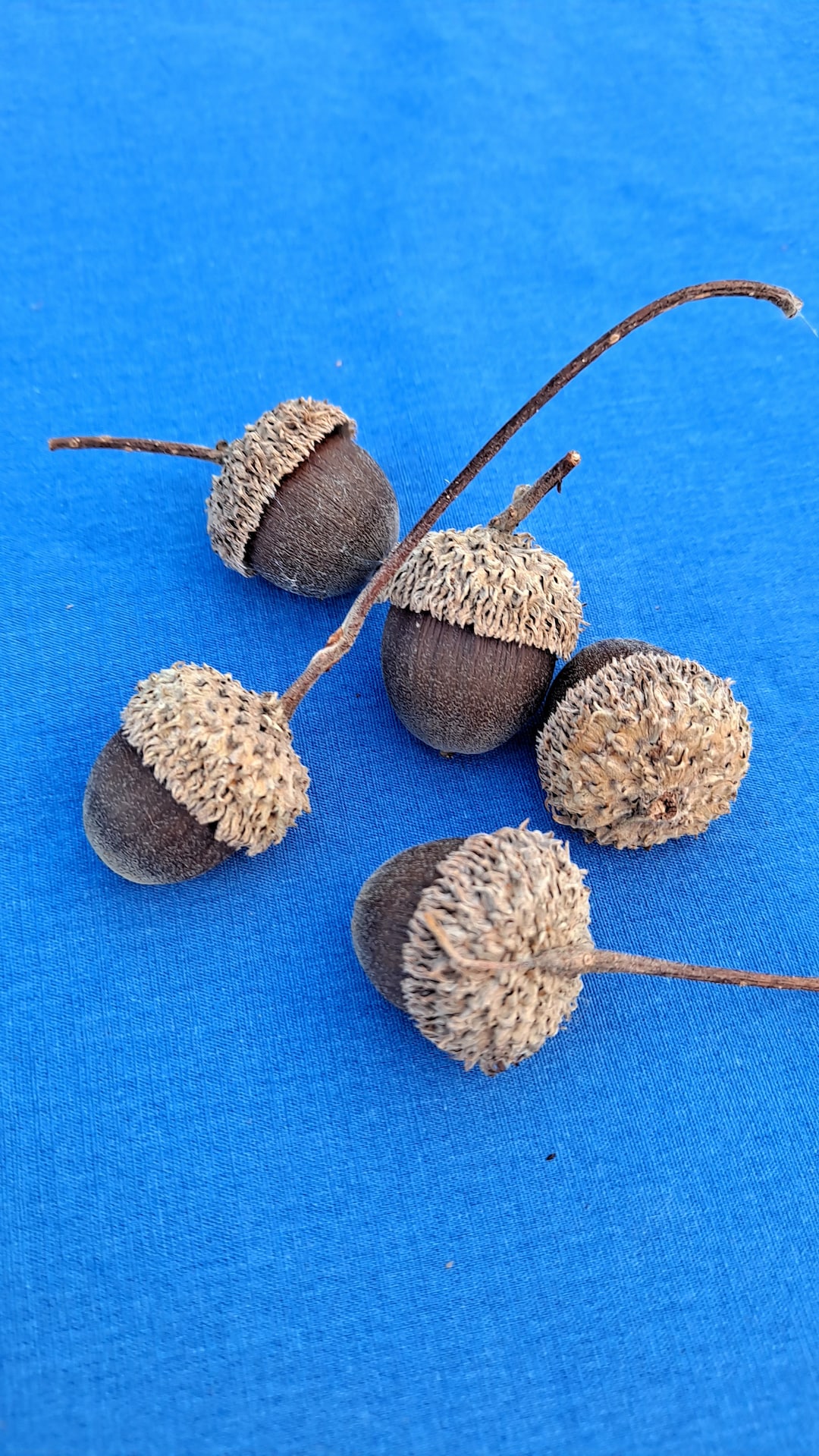 Natural Swamp White Oak Acorns With Caps (quercus Bicolor) 10 Acorns - Etsy