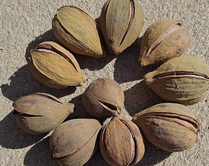 Hickory Nuts, Shagbark, Shellbark Hickory Nuts, Mixed Fresh Hickory ...