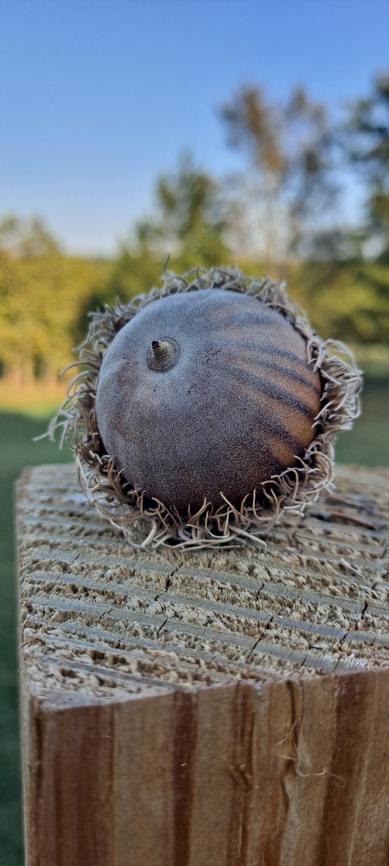 5x Natural Bur Oak Acorns quercus Macrocarpa - Etsy