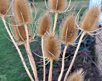 Teasel Stalks Thistle Stalks Wild Teasel Stems Natural - Etsy