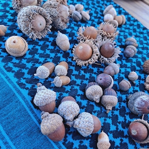Acorn Mix! 20 Natural Acorns (with Caps) From Several Species of Oak ...