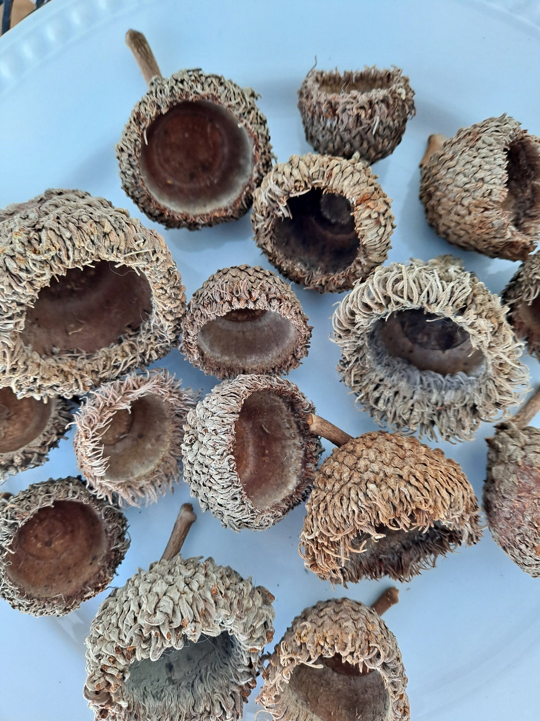 Bur Oak Acorn Caps! 10 Pieces! Large Burr Oak Acorn Tops! - Etsy