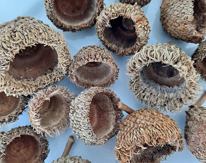 JUMBO Acorns Extra Large Acorns Natural Acorns Real Acorns Christmas ...