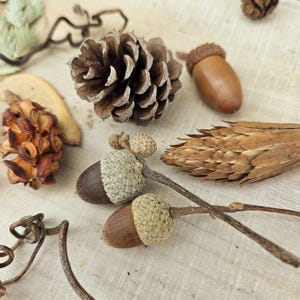 Forest Finds: 50 Piece Mix of Natural Elements and Treasures From the ...