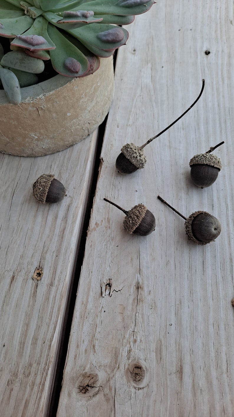 Natural Swamp White Oak Acorns (10+), Rustic Home Decor, Nature Crafts ...