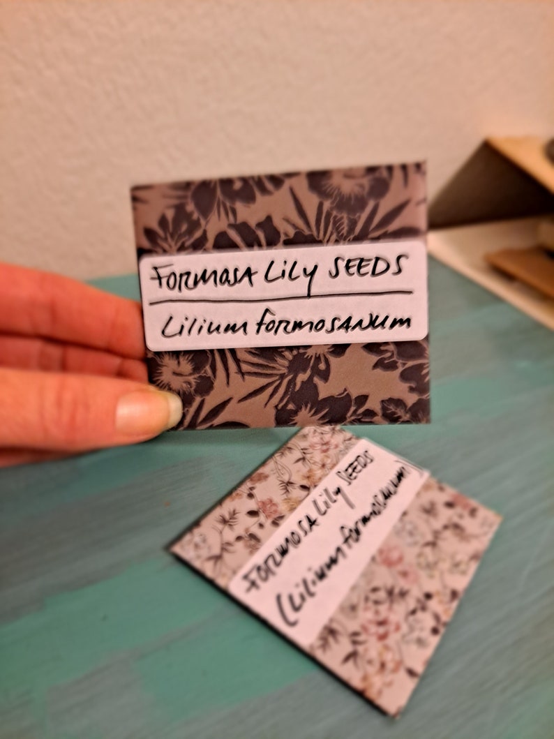 Formosa Lily Seeds (lilium Formosanum) A Pack of 30+ Seeds! - Etsy