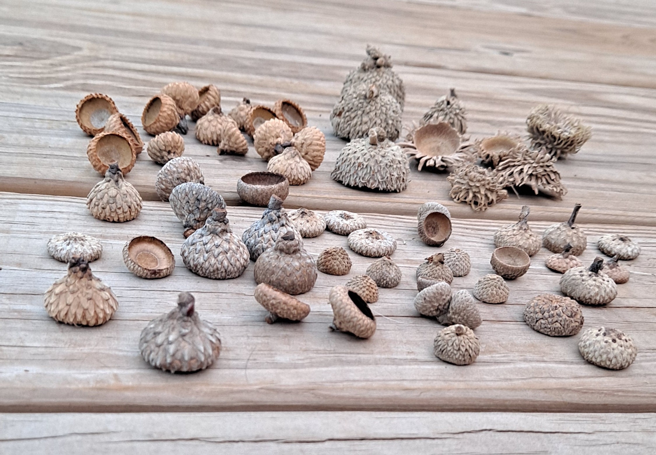 Acorn Caps Mix: 40 Pieces! Nature Craft Assortment, Multiple Varieties ...