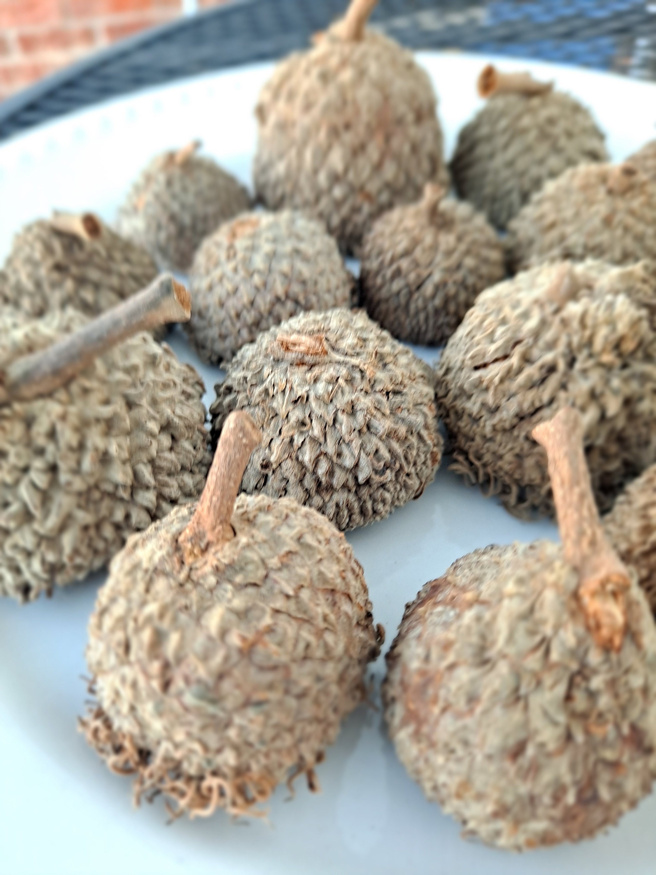 Large Bur Oak Acorn Caps - 10 Pieces - Etsy