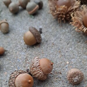 Acorn Mix! 20 Natural Acorns (with Caps) From Several Species of Oak ...