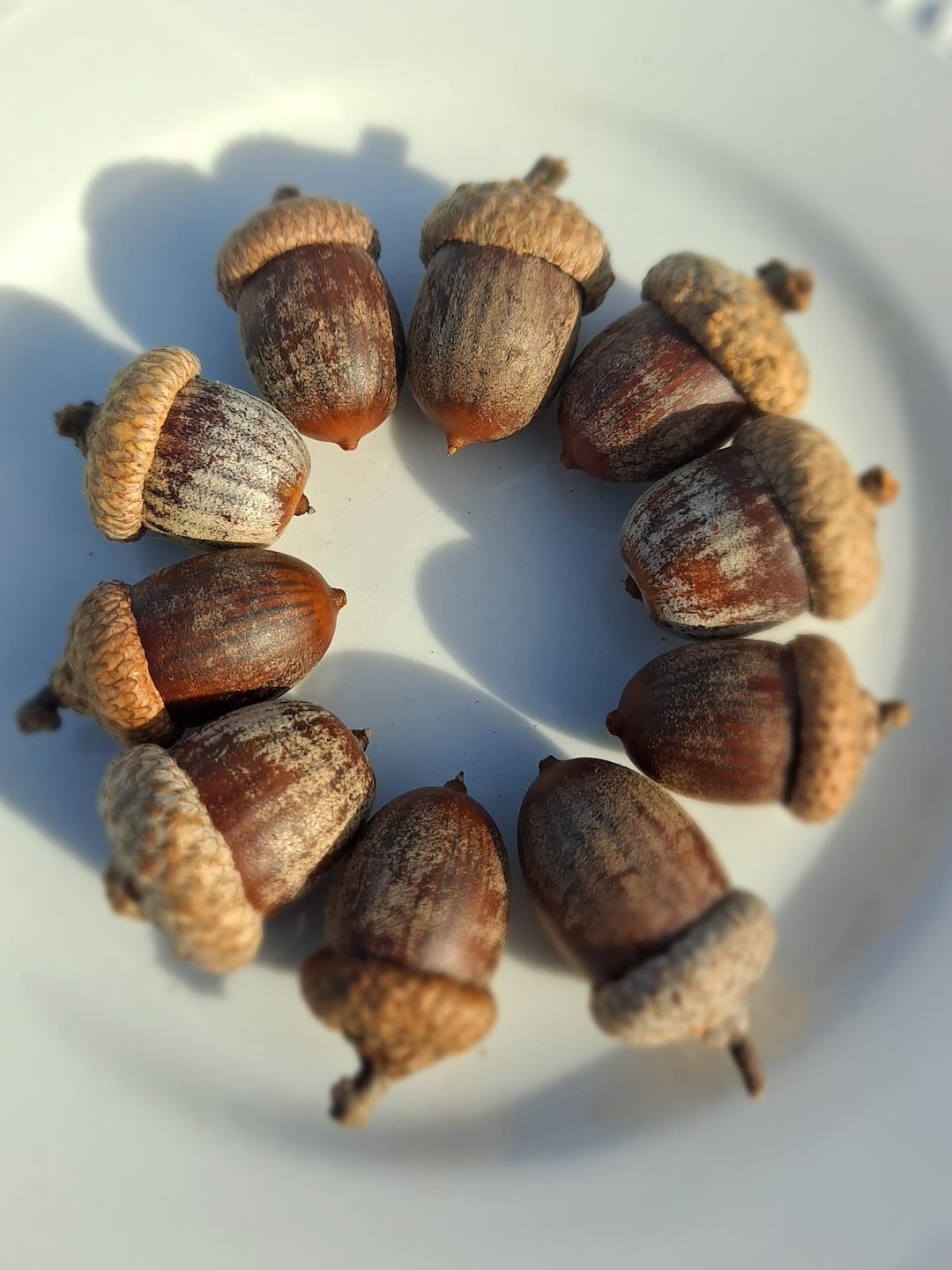Northern Red Oak Acorns! 10x Natural Acorns With Caps! (quercus Rubra ...