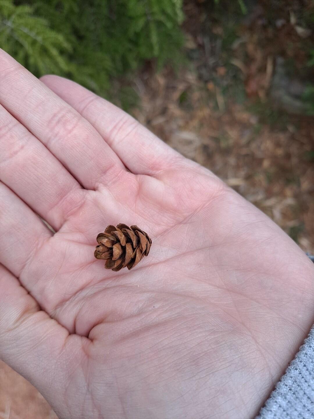 Natural Hemlock Cones! These Tiny Pinecones Are Cute as a Button and Absolutely Real! Set of 20 ...