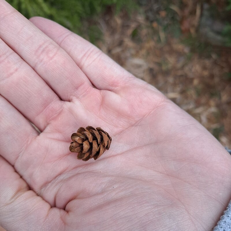 Hemlock Pine Cones - Etsy