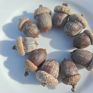 Northern Red Oak Acorns! 10x Natural Acorns With Caps! (quercus Rubra ...