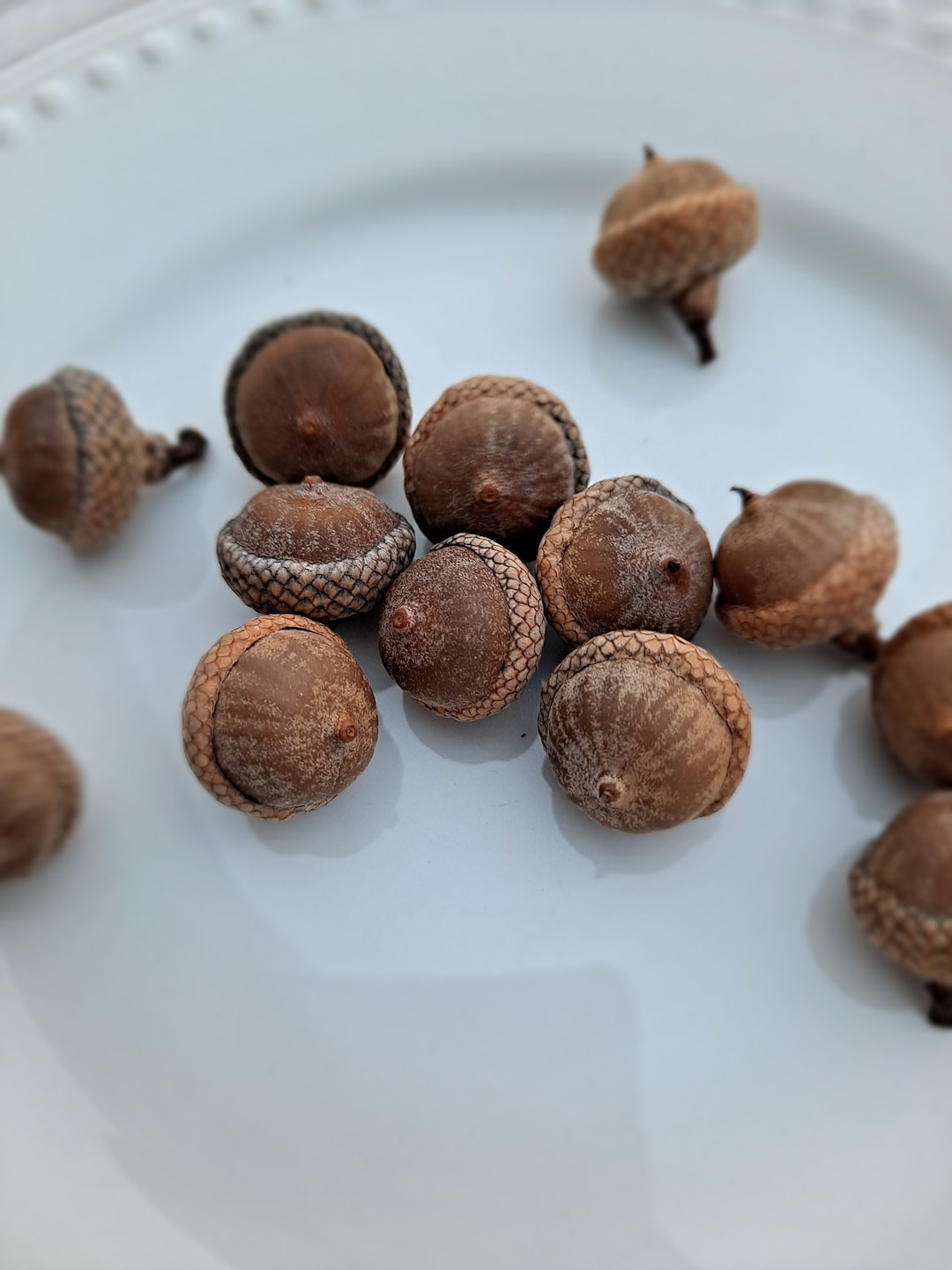 Natural Pin Oak Acorns: Ozark Fall Decor, Fairy Garden Supplies (10x ...