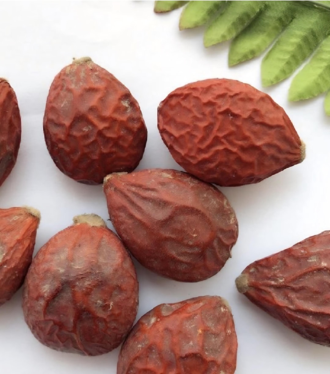 Fresh Sago Palm Seeds! (cycas Revoluta) 10 Seeds - Etsy