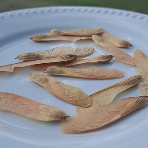 Maple Tree Helicopters! Samaras! 10x Dried Natural Winged Seeds! - Etsy