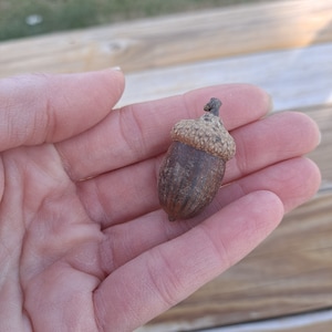 Northern Red Oak Acorns! 10x Natural Acorns With Caps! (quercus Rubra ...