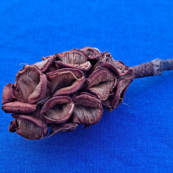 Magnolia Cones - Etsy