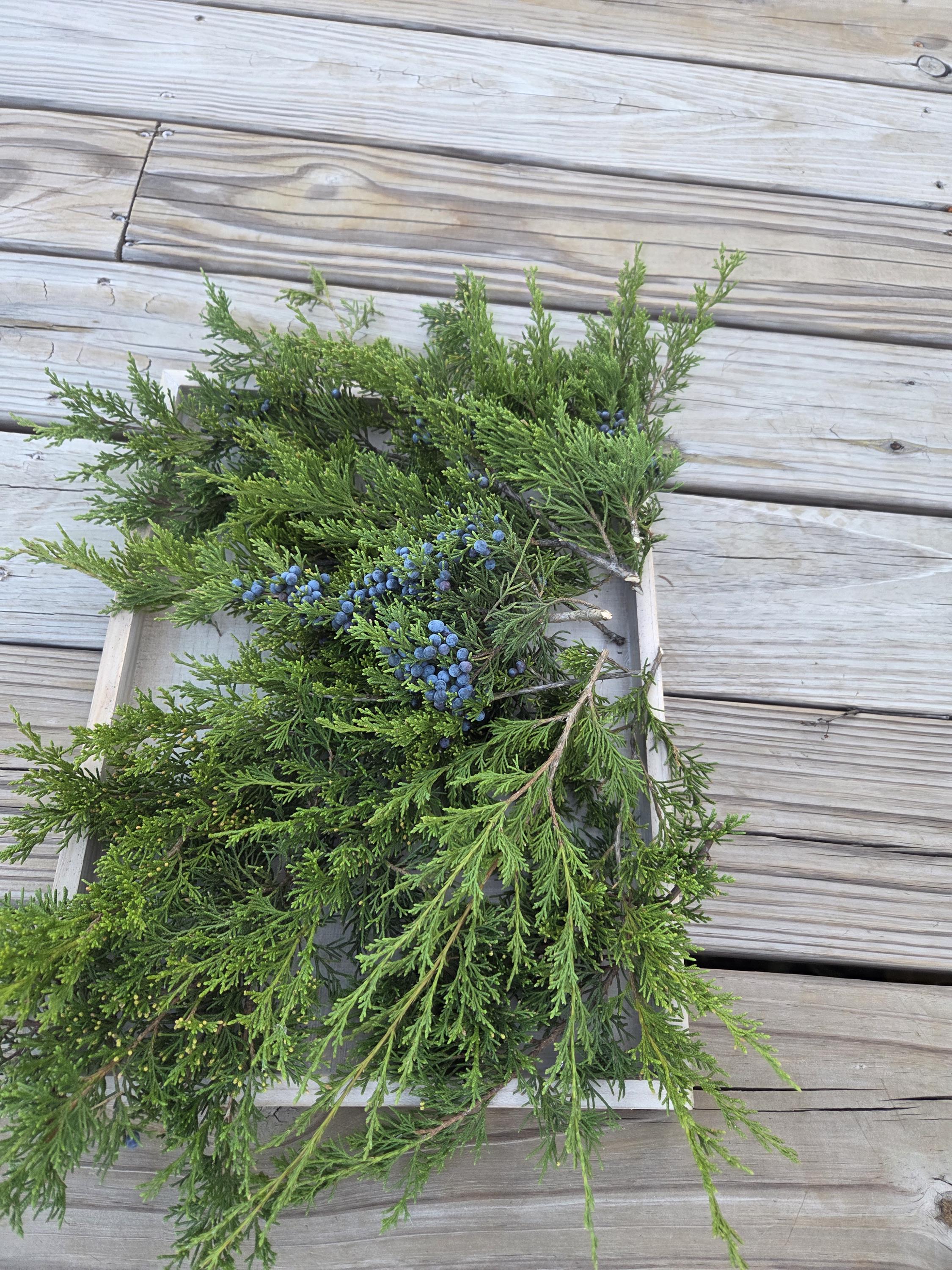 Eastern Red Cedar Boughs! Juniper Virginiana. 1 Lb Box of Fresh ...